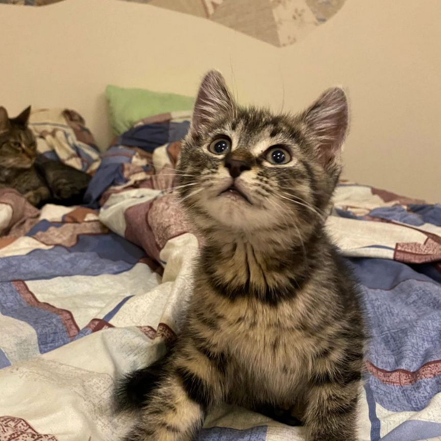 Котенок мальчик Федюша