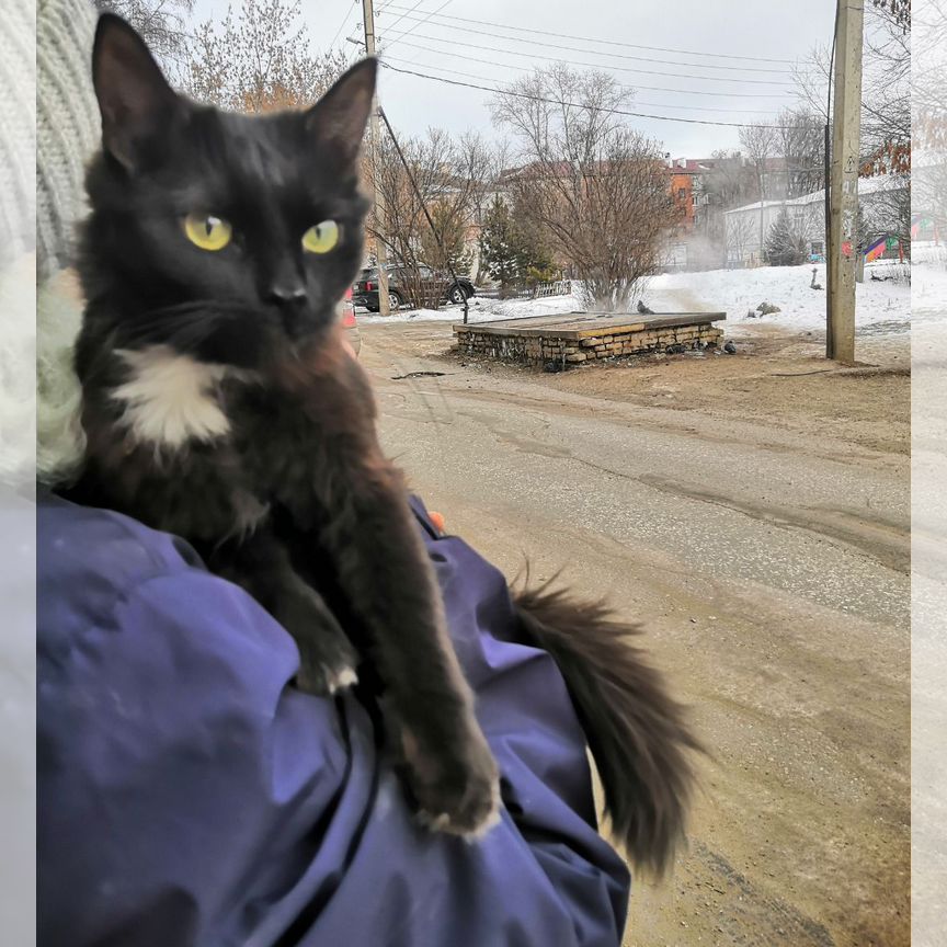 Ищем хозяина