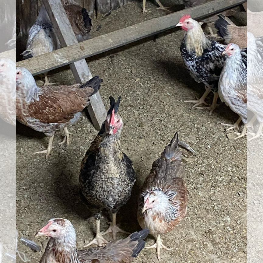 Молодые петушки