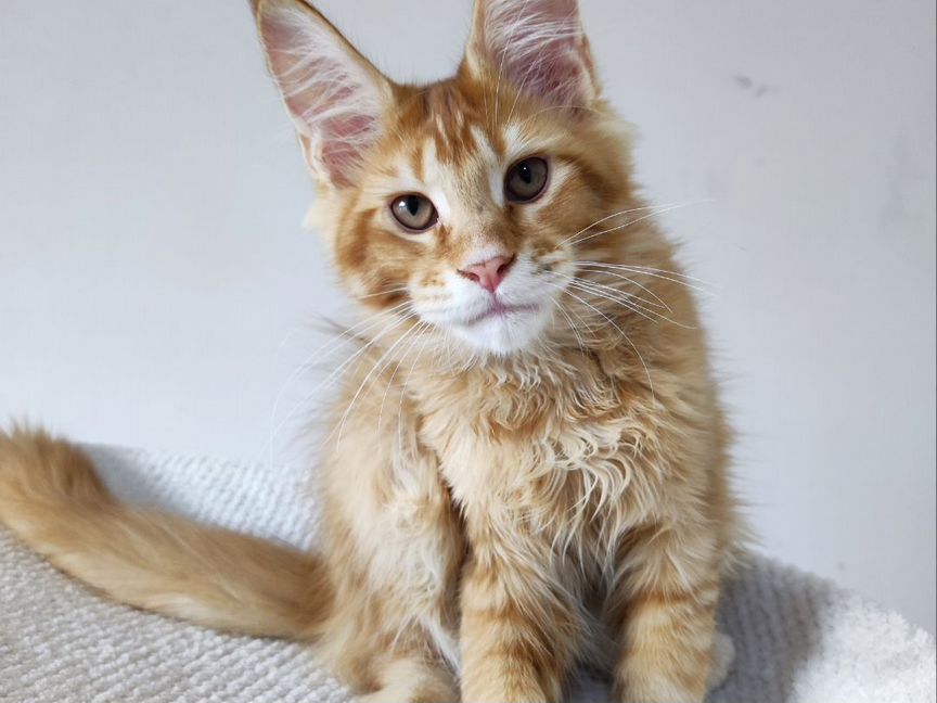 Мейн-кун котик 3,5 месяца