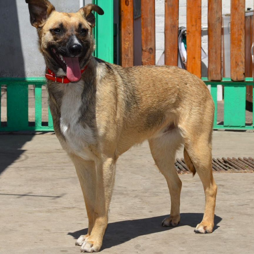 Собака во двор