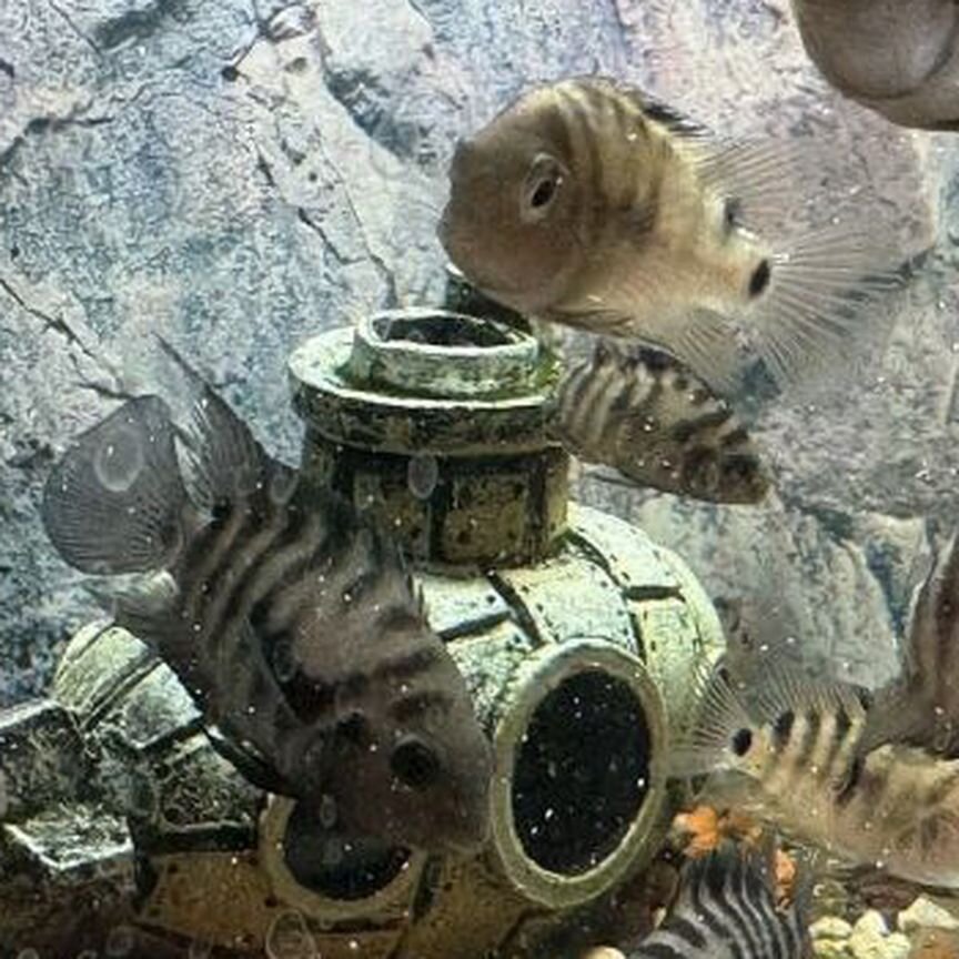 Цихлазома чернополосая