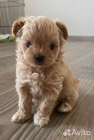 Мальтипу f1 mini комочек вашего счастья eliteee