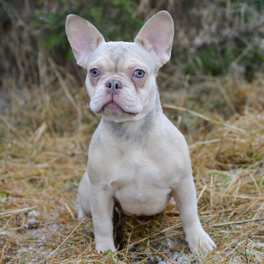 Французский бульдог, щенок