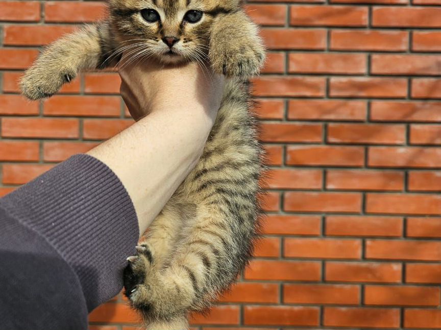 Котенок