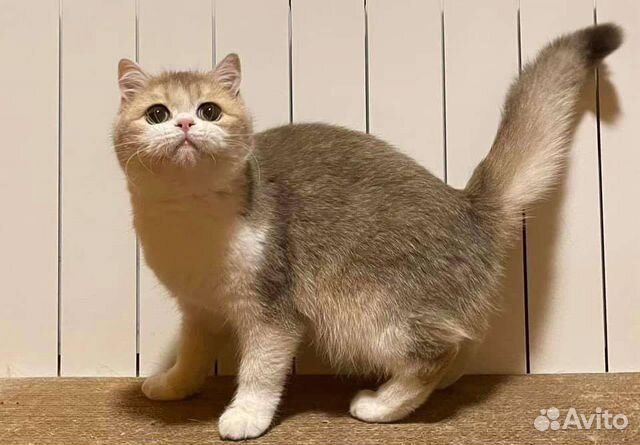 Британская кошка