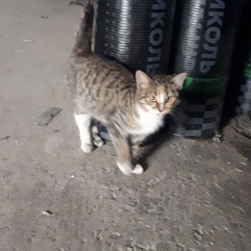 Кошечка в добрые руки