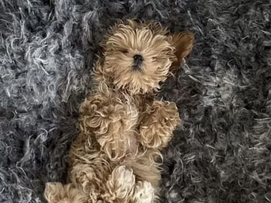 Мальчик мальтипу F1