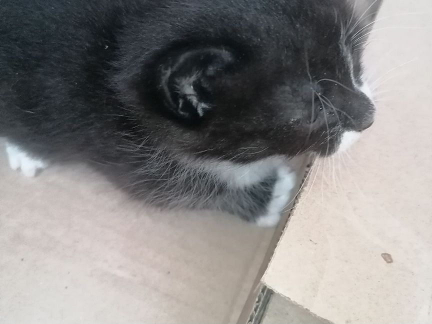 Котята в добрые руки бесплатно