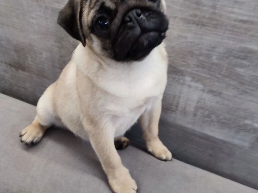 Щенок мопса девочка