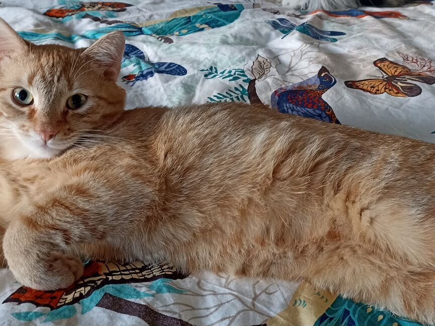 Рыжий котенок мальчик в добрые руки