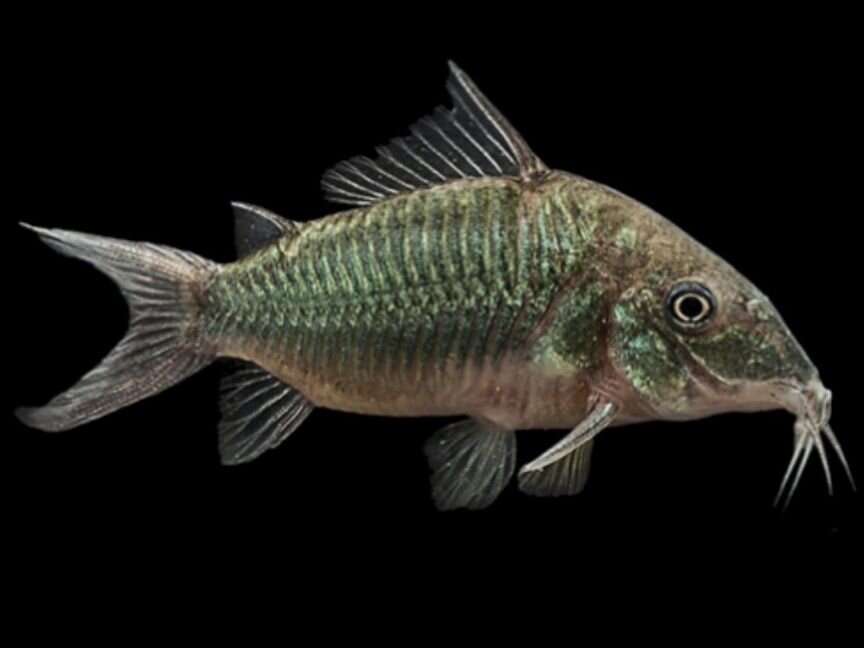 Коридорас брохис