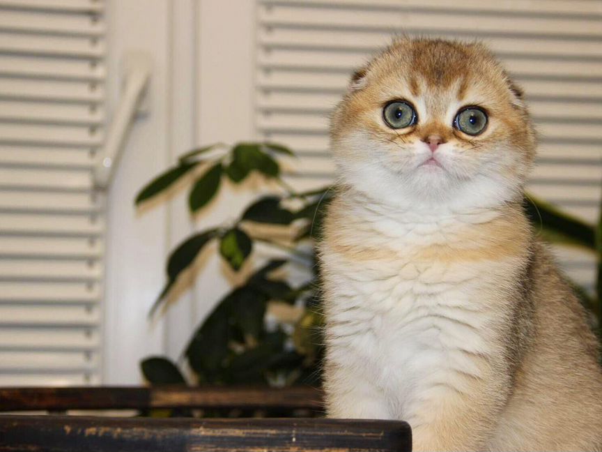 Клубные шотландцы золотая шиншилла