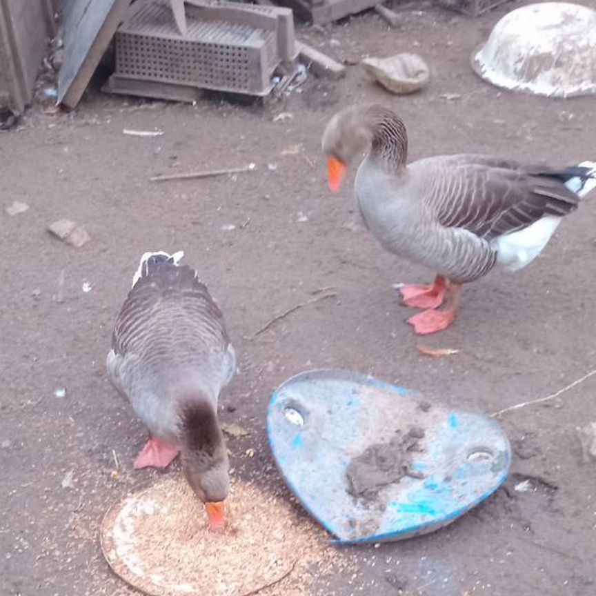 Индоутки и селезни тяжелой линии