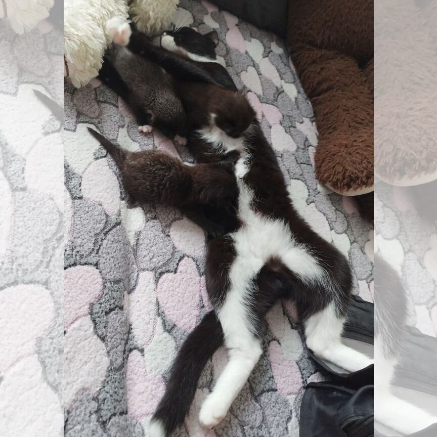 Котик в добрые руки