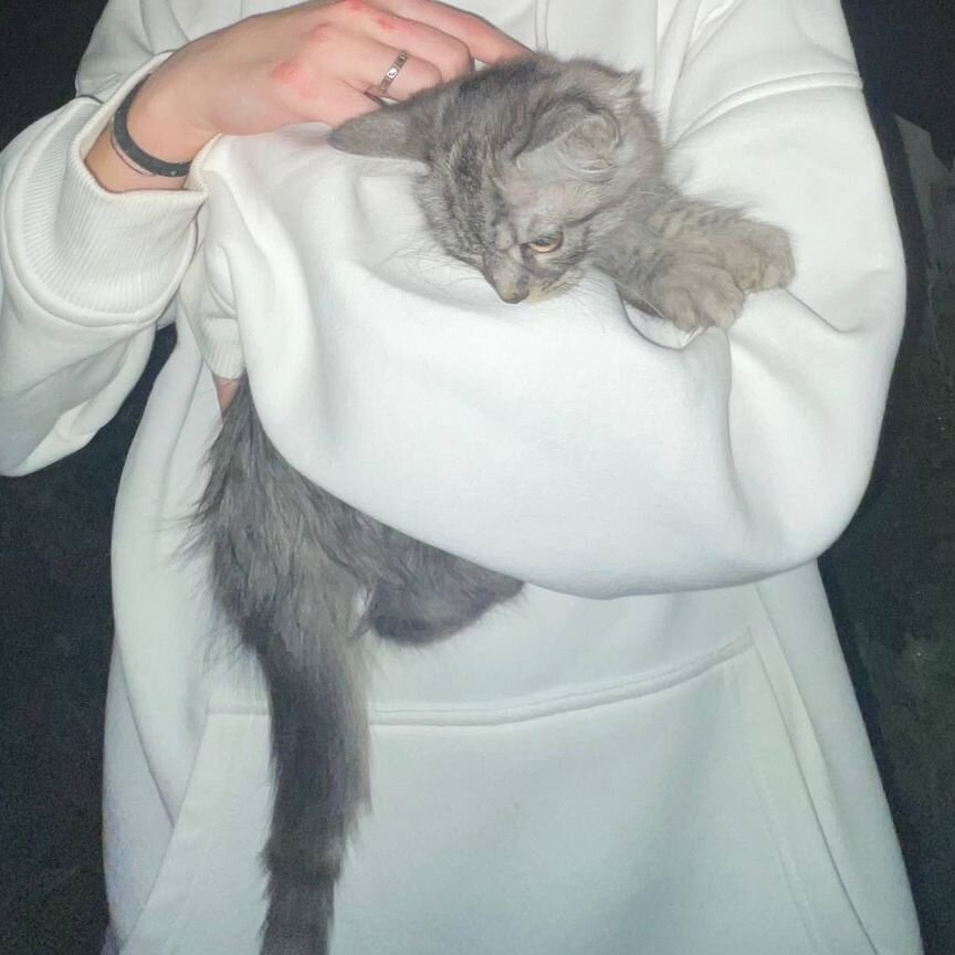 Котенок в добрые руки