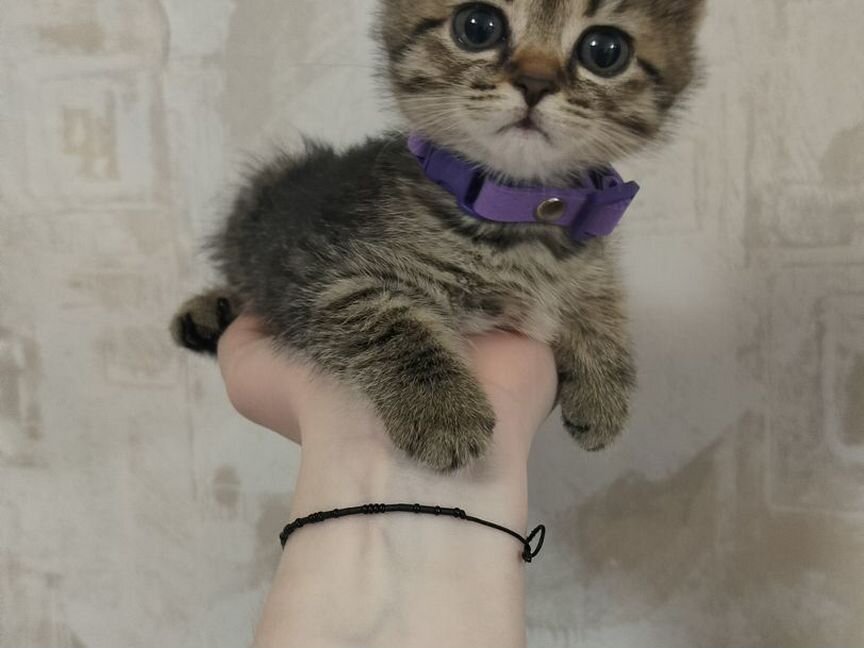 Котёнок вислоухий тигровой окраски