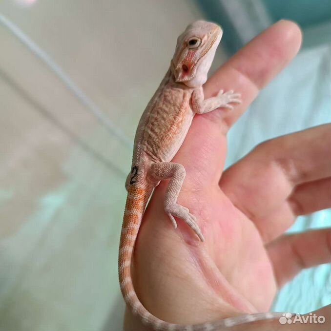 Бородатая агама самка