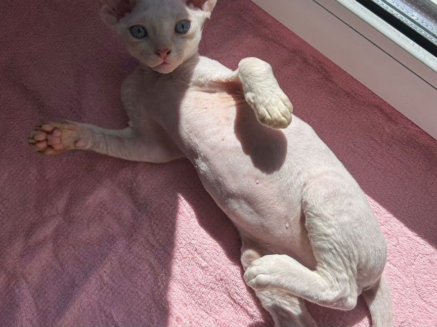 Котята девон-рекс