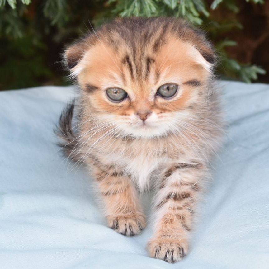 Шотландский вислоухий короткошёрстный котёнок