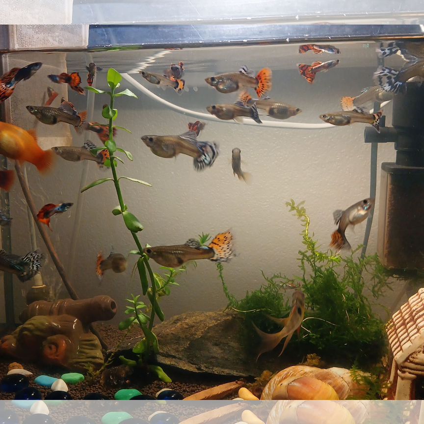 Аквариумные рыбки