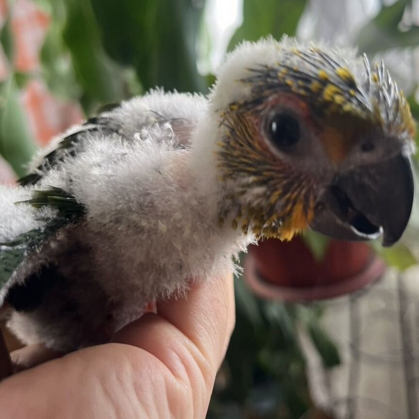 Попугай Аратинга яндая