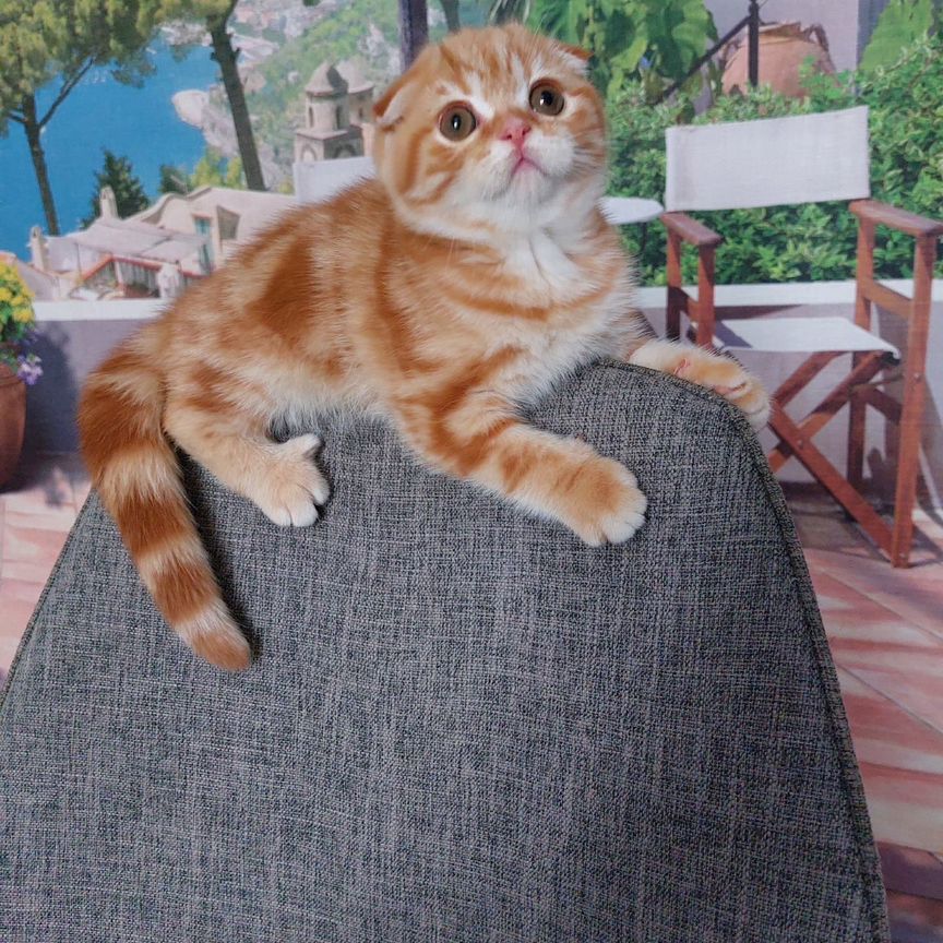 Документы.Фото реальное. Девочка