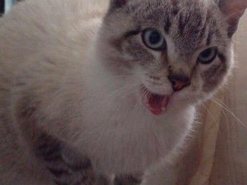 Супер ласковый котик