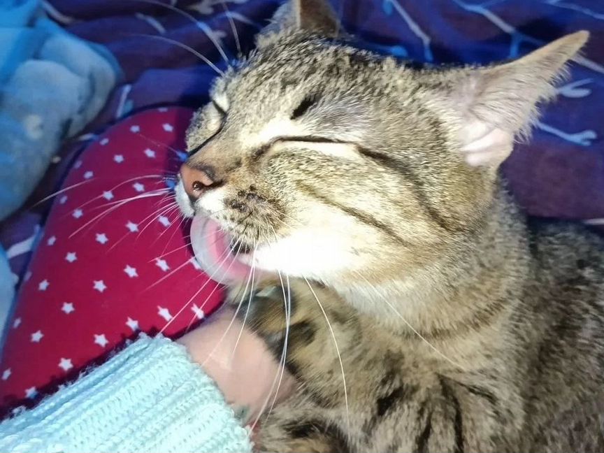 Кошечка ласковая