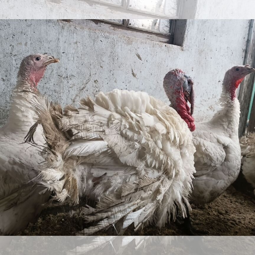 Мясо домашней индейки