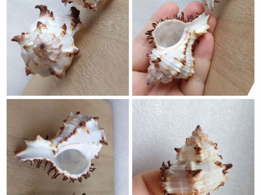 Ракушка океанская южного полушария