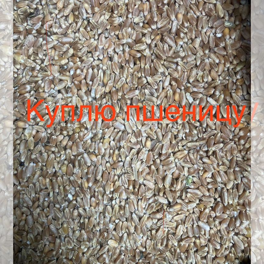 Пшеница мягкая Гречиха