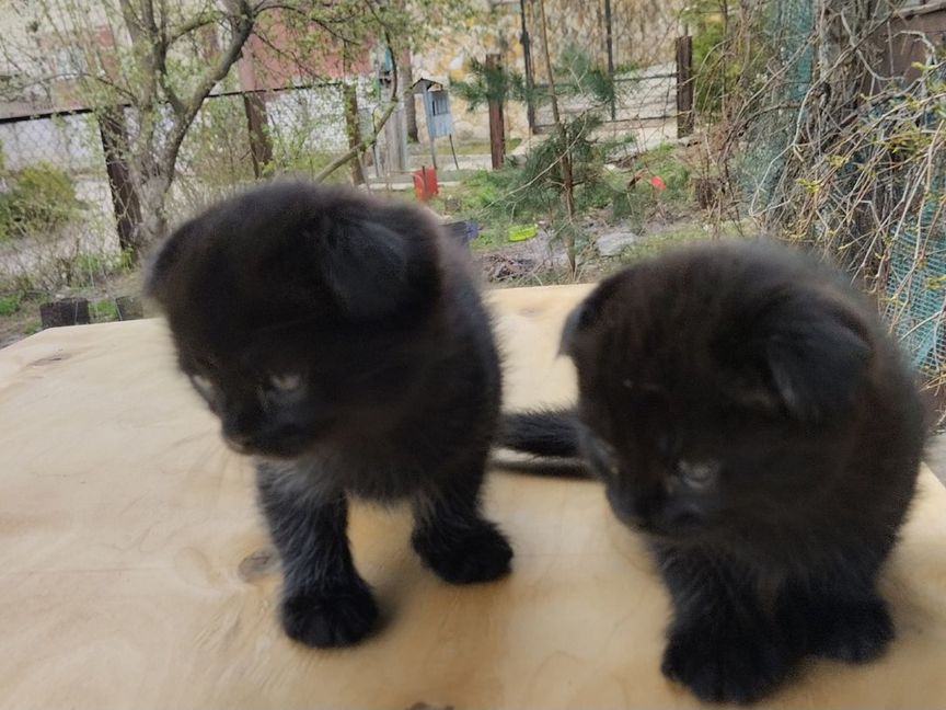 Котята прелесть