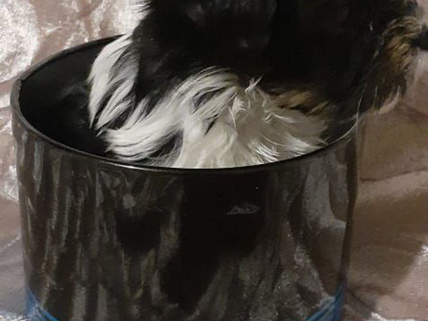 Собаки Бивер йоршскии терьер