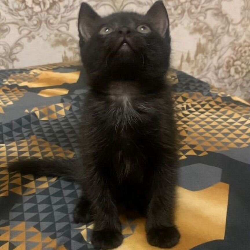 Британский короткошёрстный котёнок