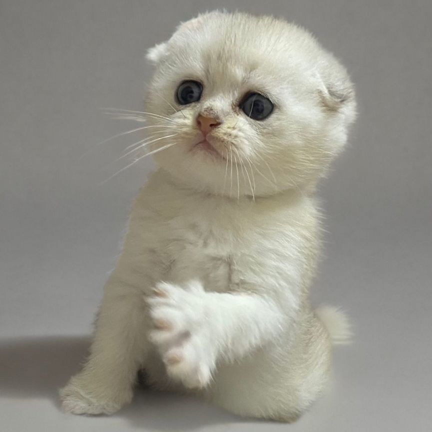 Шотландский вислоухий короткошёрстный котёнок