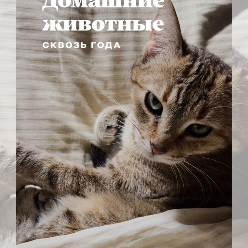 Кошка.стерильная. Ловит крыс,мышей и птиц
