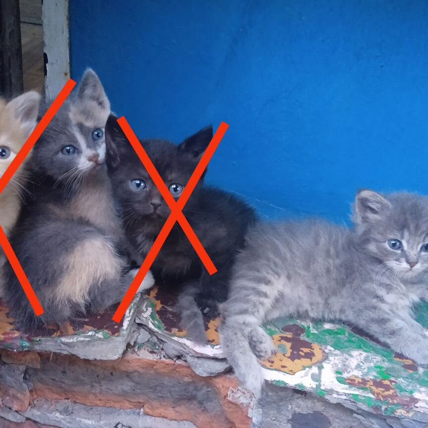 Котята в добрые руки бесплатно