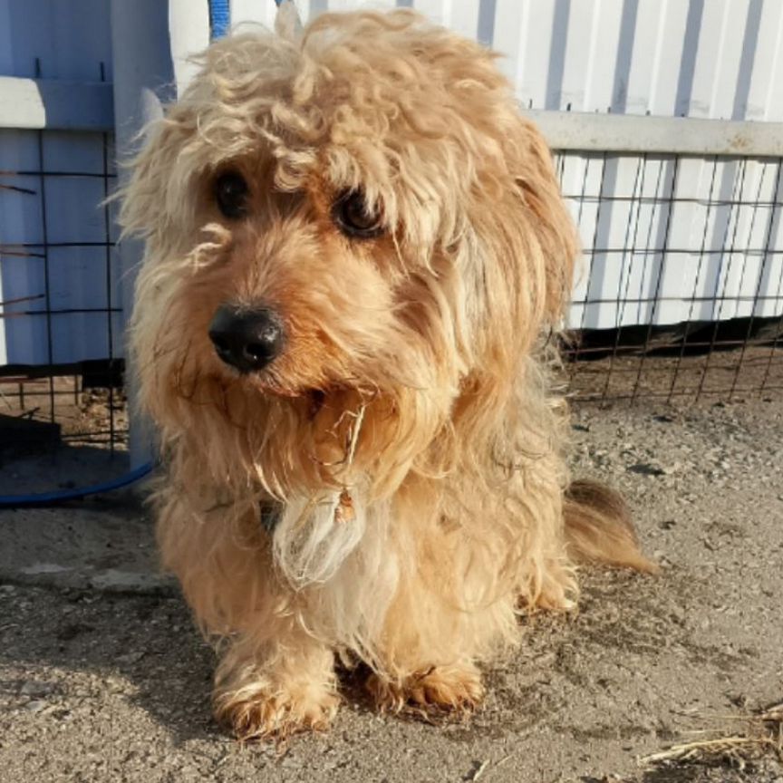 Взрослый пёс в добрые руки