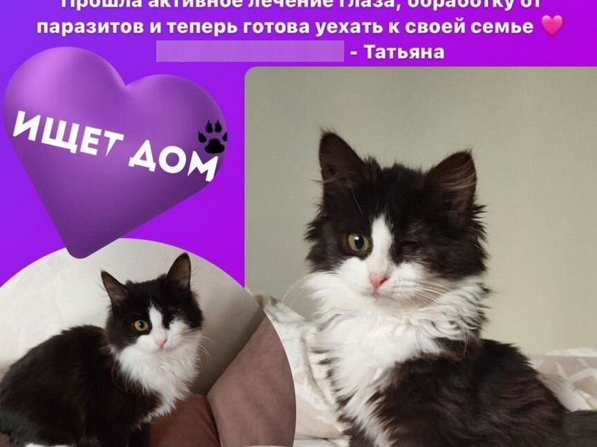 Кошечка в добрые руки