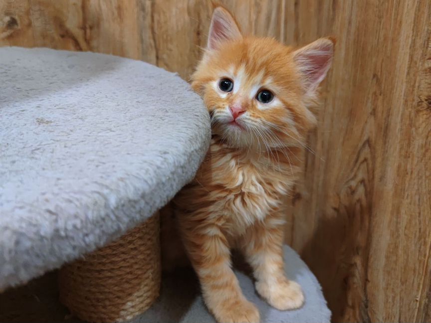 Сибирские котята