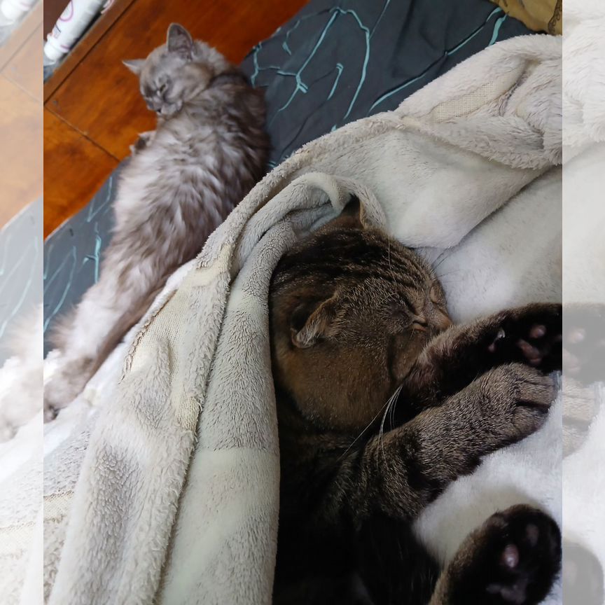 Шотландский вислоухий короткошёрстный котёнок