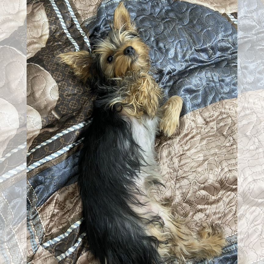 Йоркширский терьер мальчик