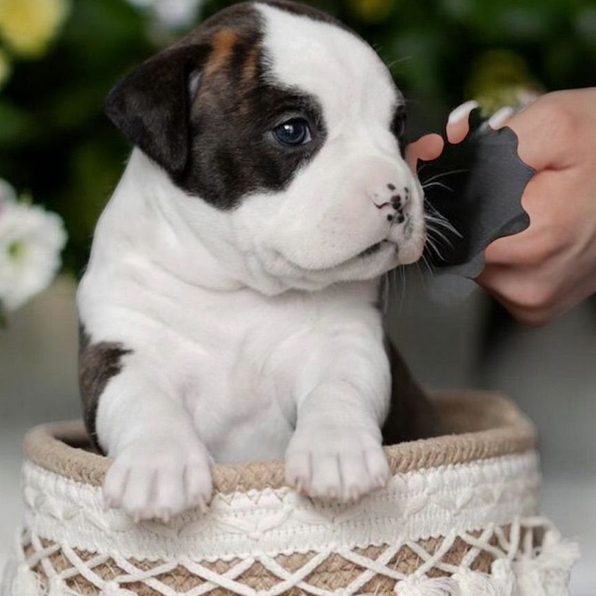 Американский стаффордширский терьер, щенок