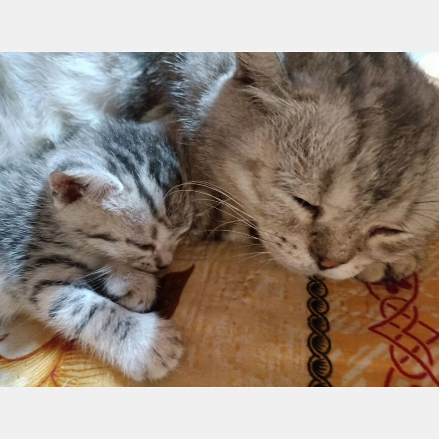 Котята бесплатно златоуст