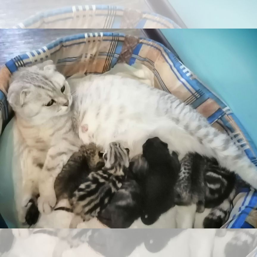 Шотландские вислоухие котята