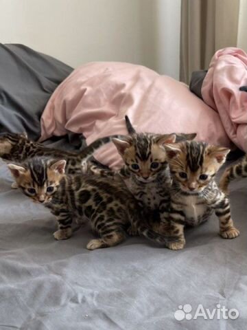 Бенгальские котята