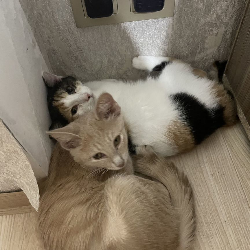 Мейн-кун котёнок