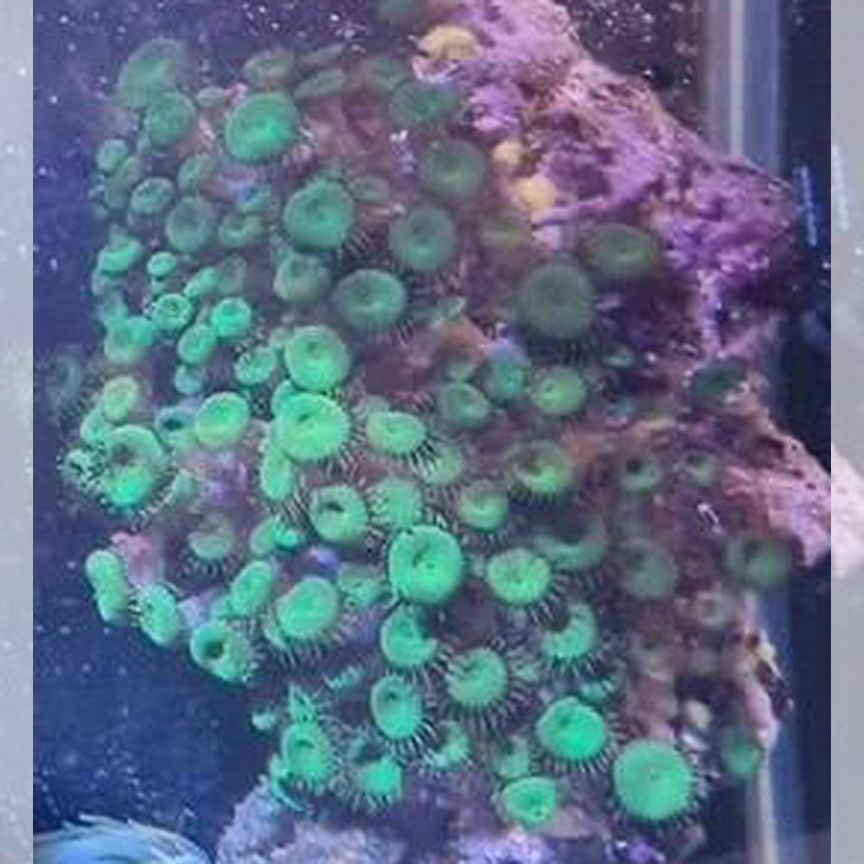 Палитоя, с камнем