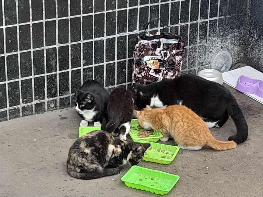 Котята(4 месяца), кошечка(1.5 года) и кот (2 года